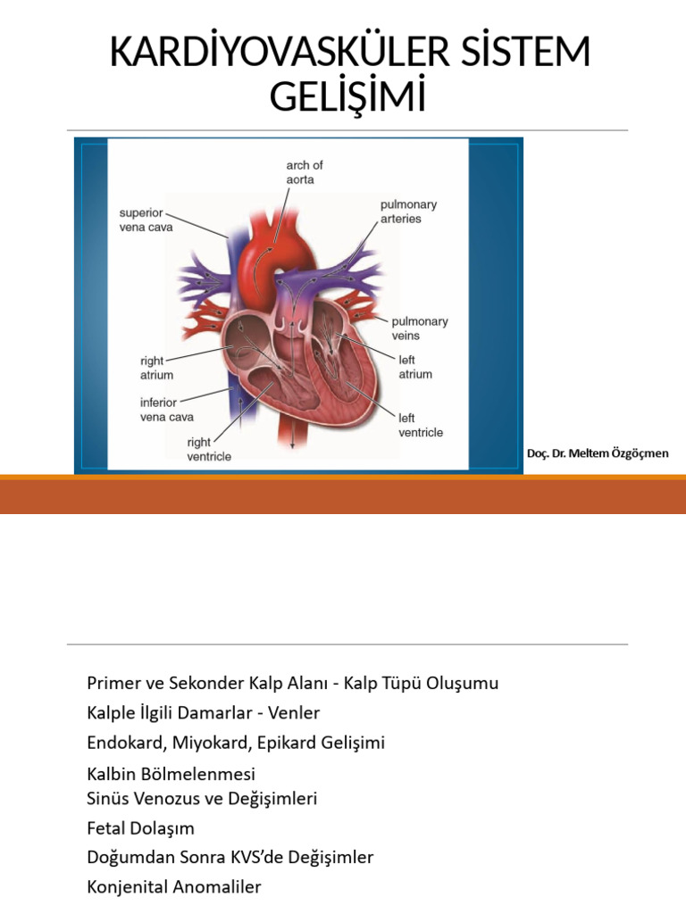 3. KVC Gelişimi | PDF