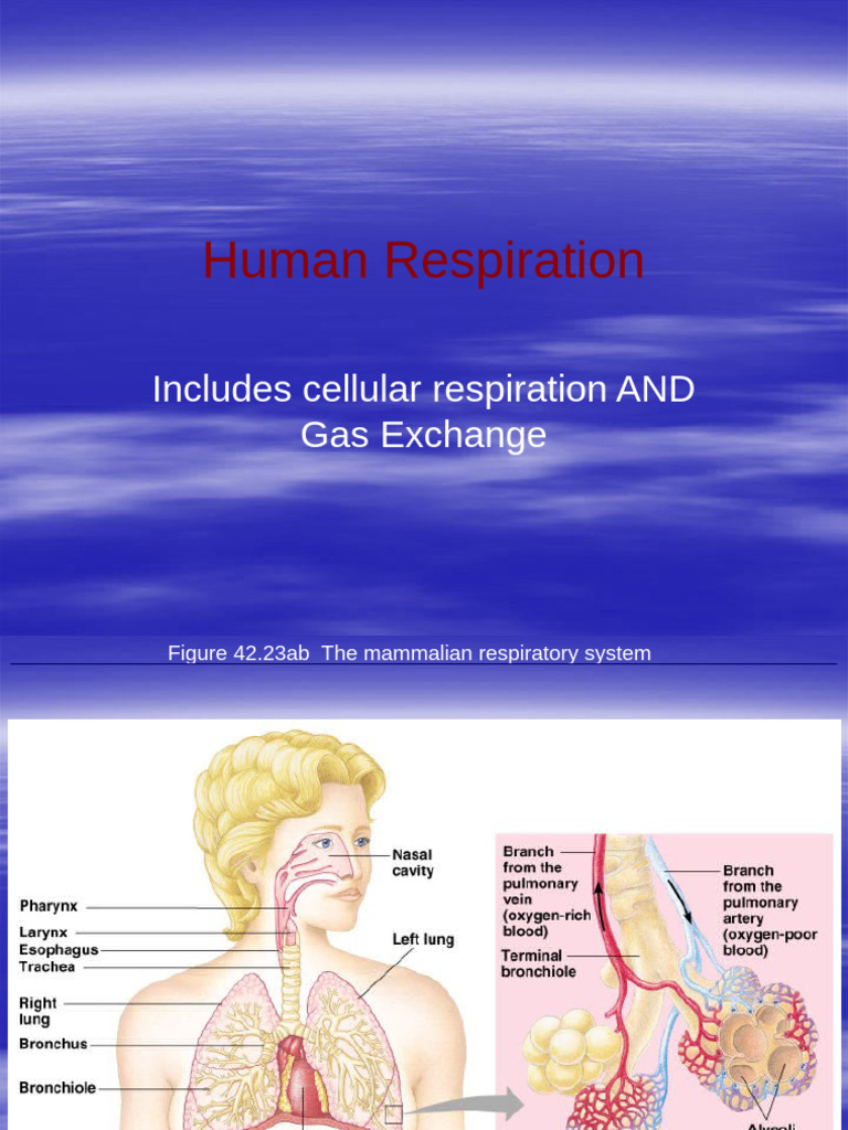 Respiration Ppt (1) | PDF | Lung | Respiratory System