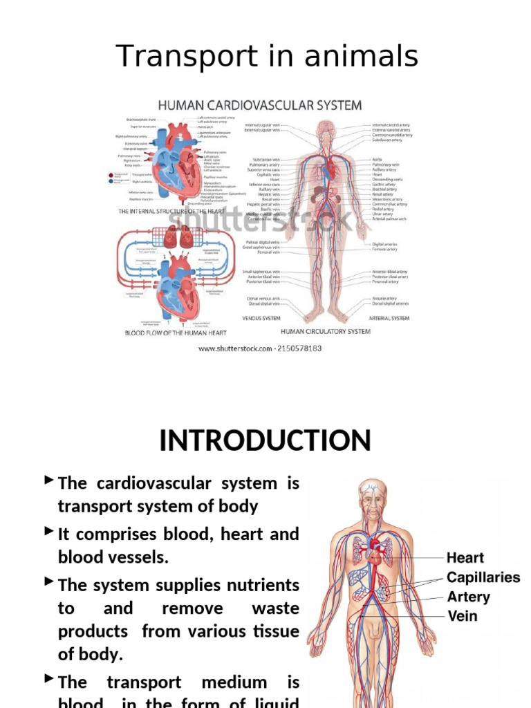 Animal Cardiovascular System Overview | PDF | Artery | Vein