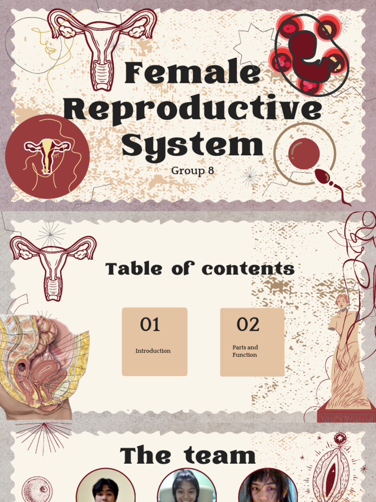Female Reproductive System | PDF