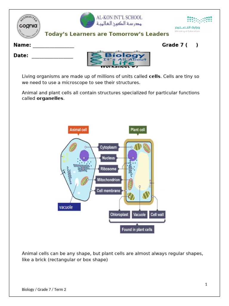 0 100923 Worksheet7Cells | PDF | Cell (Biology) | Chloroplast