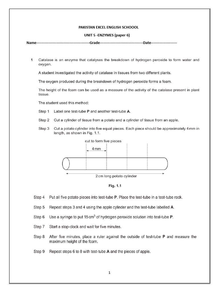 Unit 5 Enzymes Paper 6 | PDF