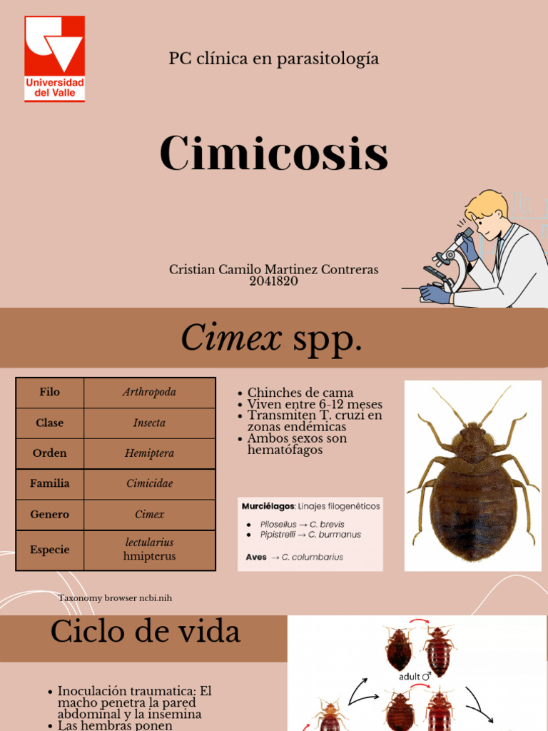Chinches de cama: biología y epidemiología | PDF | Hexapoda | Insectos