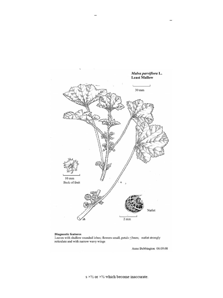 Oxley Bebbington 2017 Bot. Illustration | PDF | Botany | Flowers