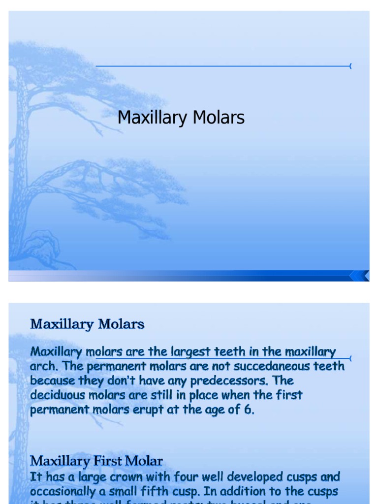Maxillary Molars | PDF | Dental Anatomy | Mouth