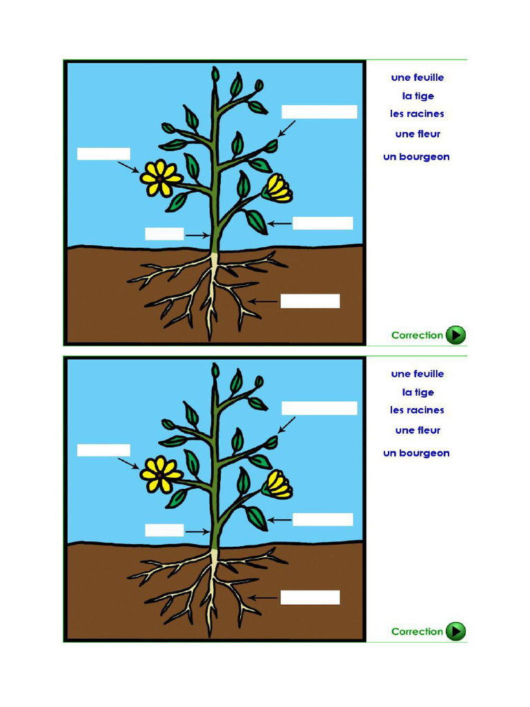 Anatomie de La Plante en 3e Année | PDF
