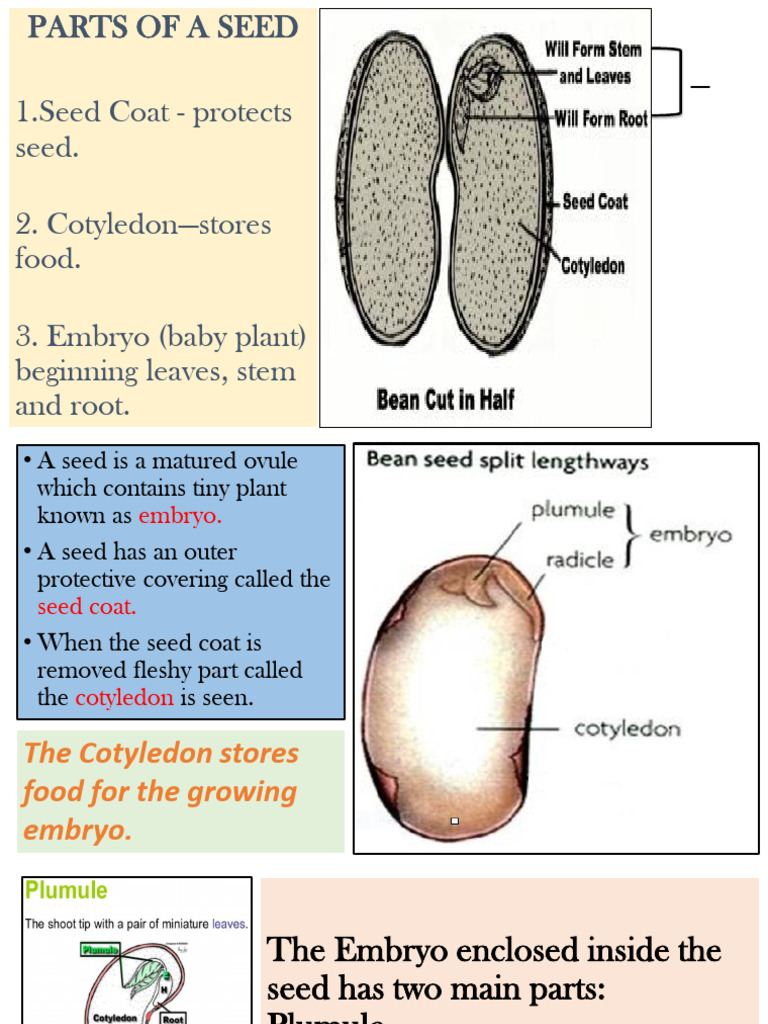 Parts and Functions of a Seed | PDF