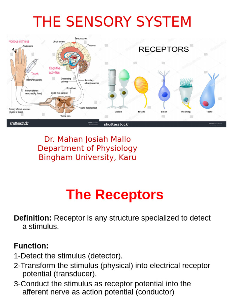 The Sensory System | PDF | Stimulus (Physiology) | Pain