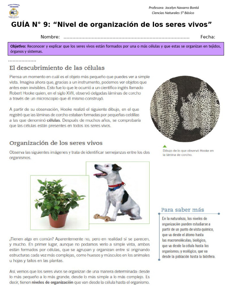 GUIA 9 ORGANIZACION DE LOS SERES VIVOS LA CELULA 5° BASICO LUNES 03 DE JUNIO 2024 | PDF