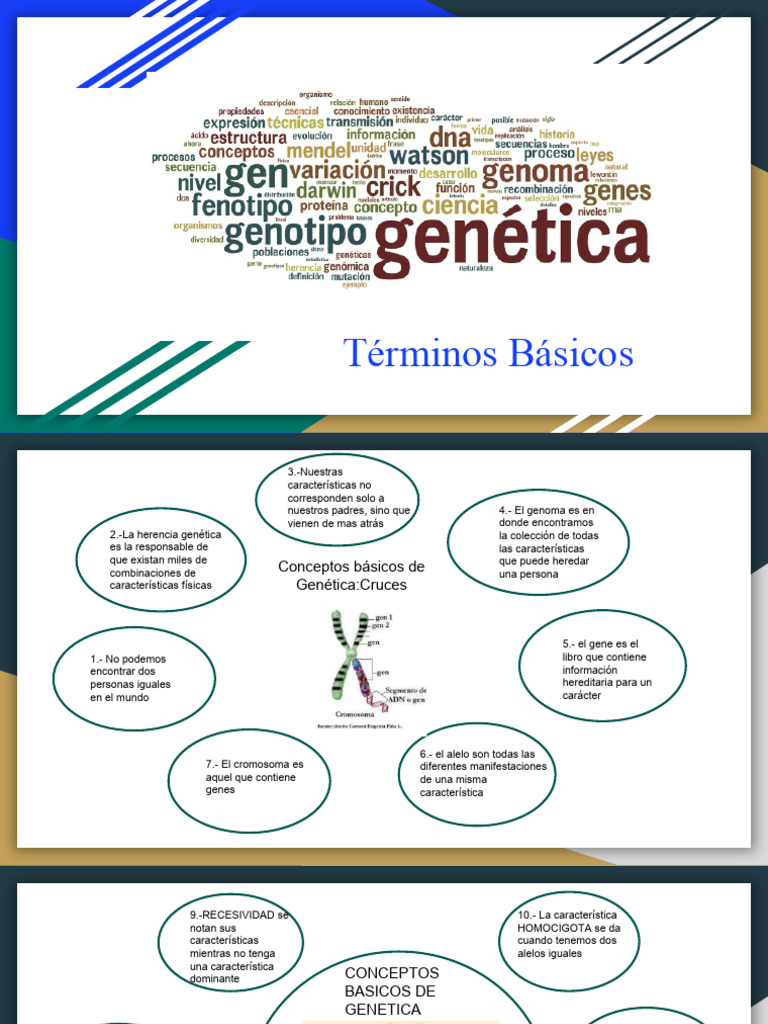 Conceptos Bàsicos de Genètica | PDF | Dominancia (Genética) | Alelo