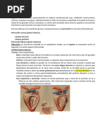 Anatomía del Corazón en Caballos | PDF | Corazón | Ventrículo (corazón)