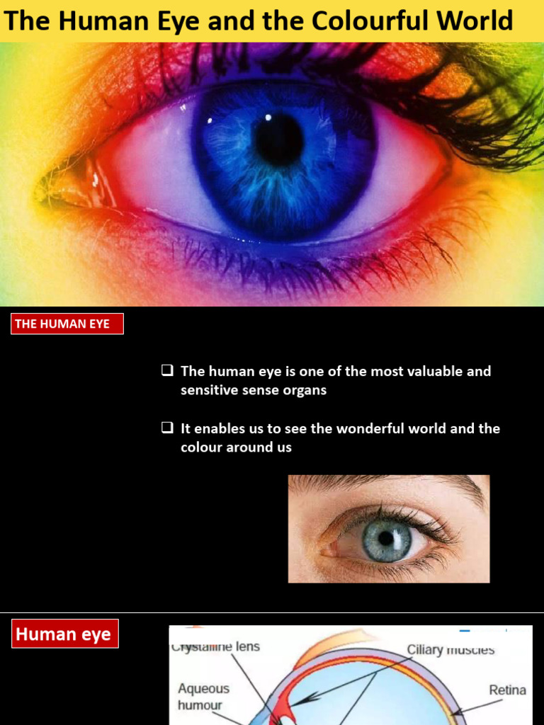 Humen Eye Full Notes-20240812170130812117 | PDF | Eye | Light