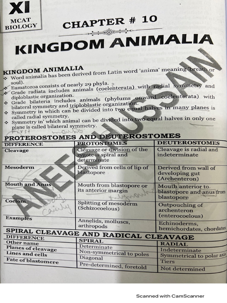 Kingdom ANIMALIA | PDF