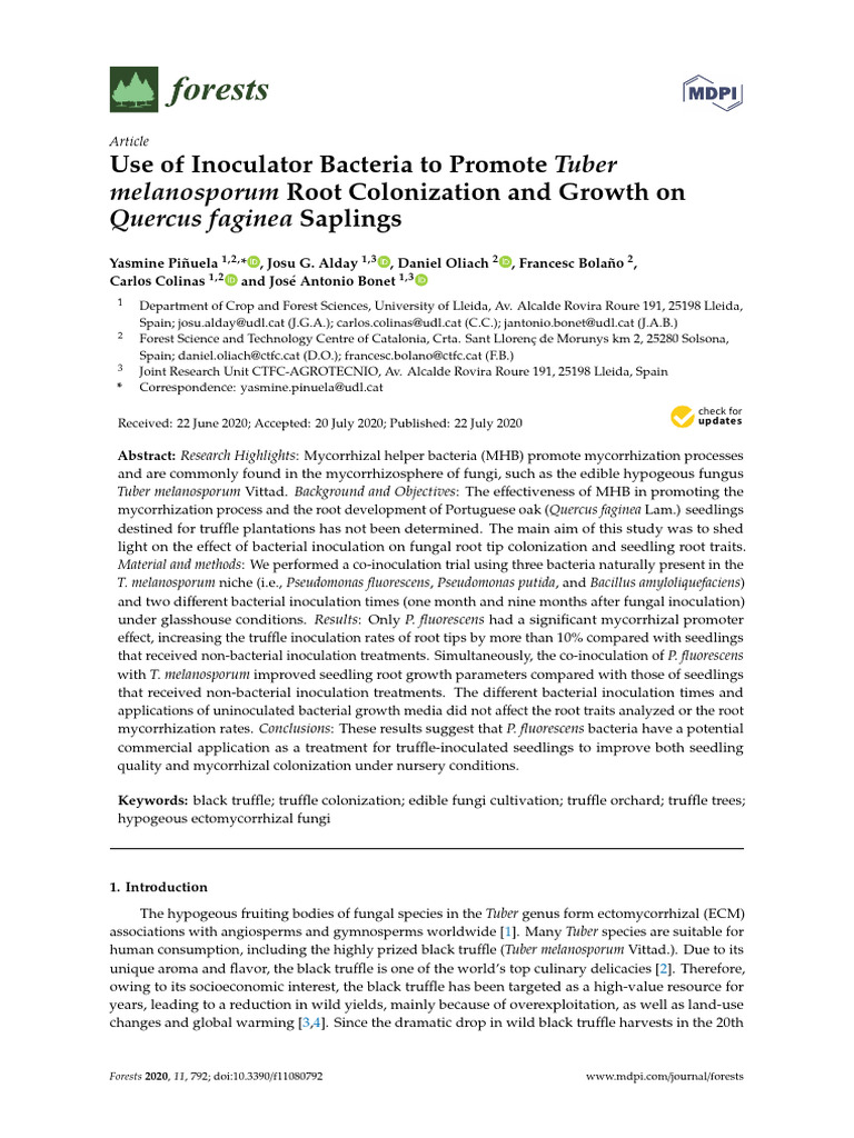 Use of Inoculator Bacteria To Promote Tuber Melano | PDF | Fungus ...