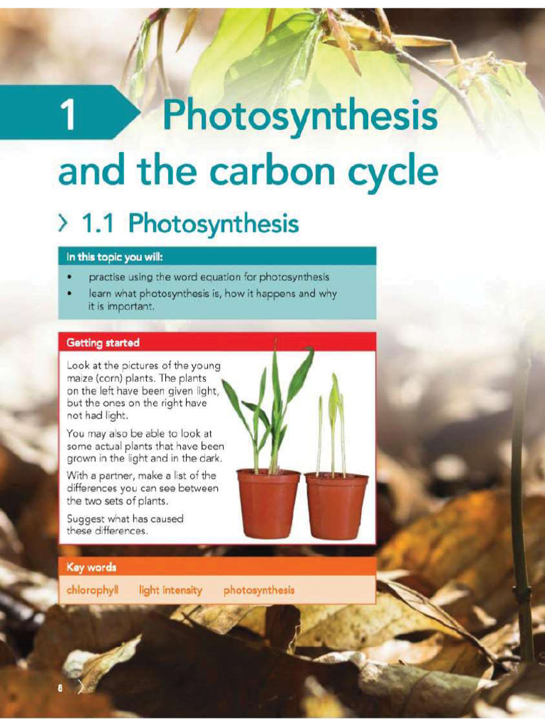 Photosynthesis and the Carbon Cycle | PDF