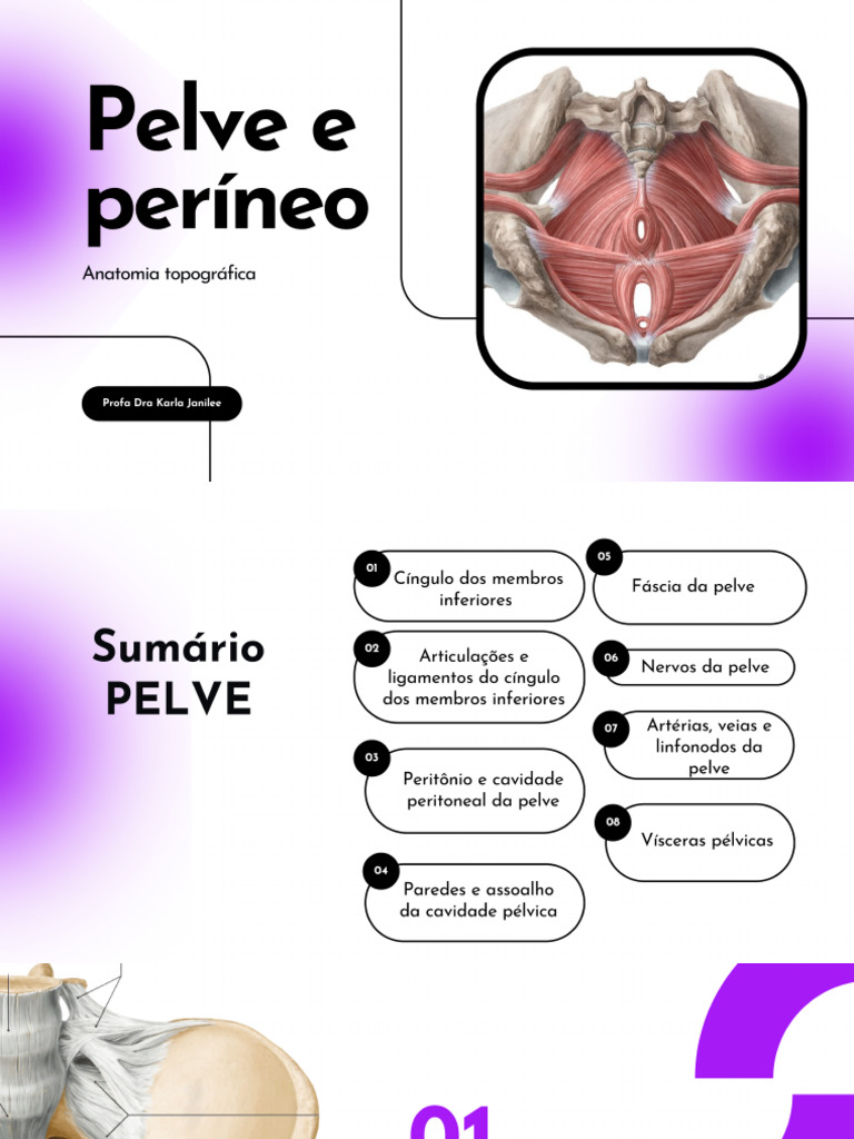 Pelve e Perineo | PDF