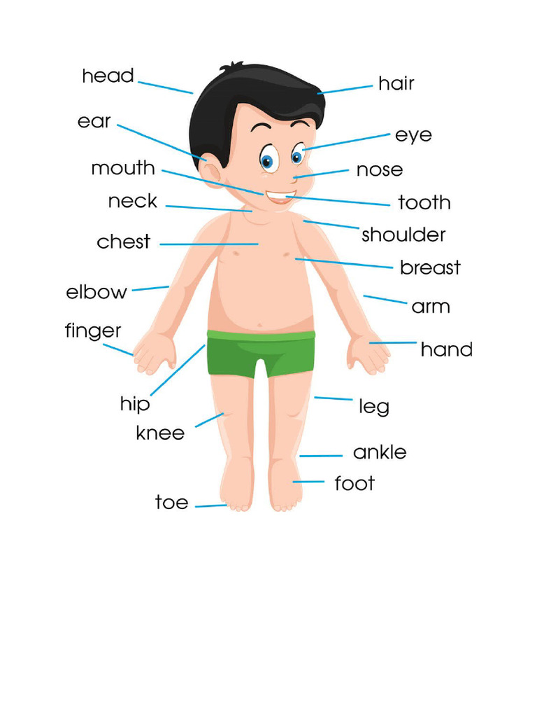 Body Parts Name | PDF