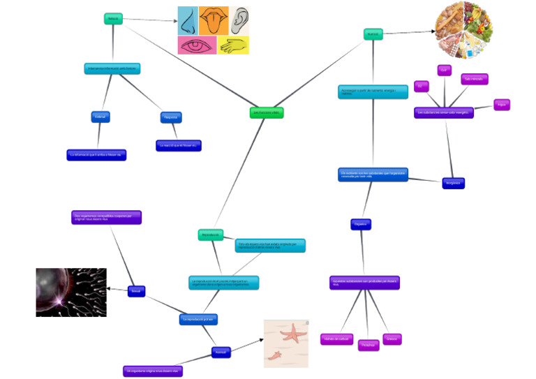 Mapa Mental Les Funcions Vitals | PDF