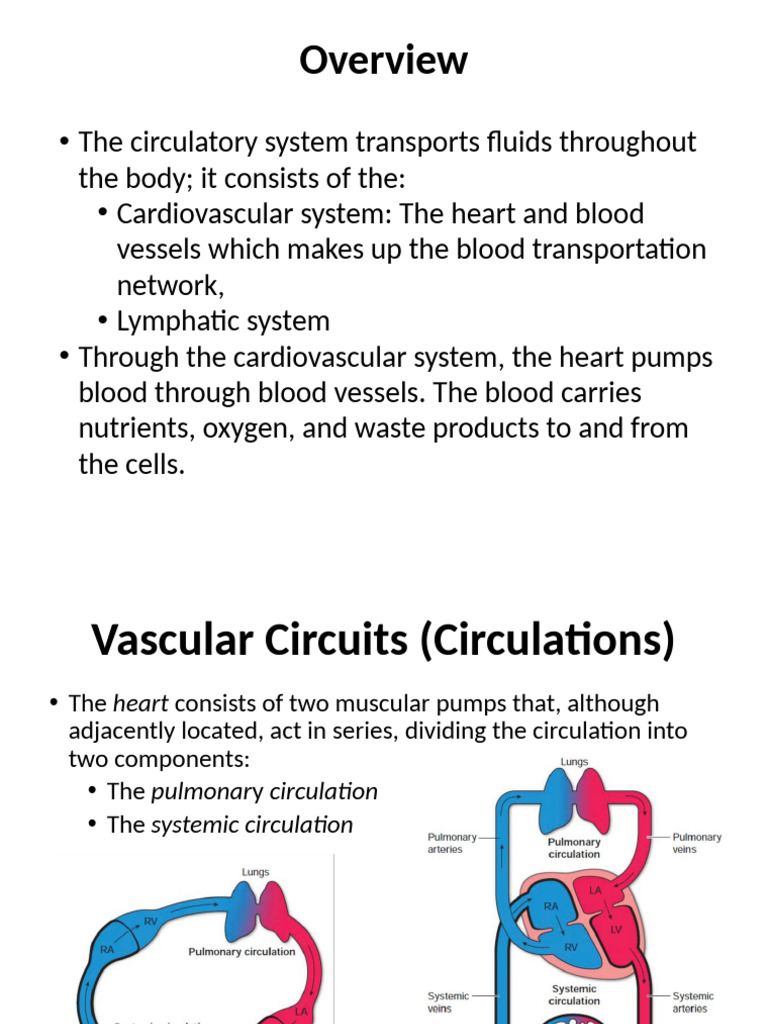 Lecture 10 Mt Pdf Lymphatic System Vein