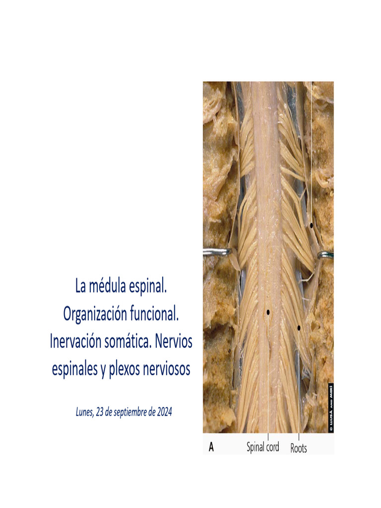 Anatomía y Función de la Médula Espinal | PDF | Médula espinal ...
