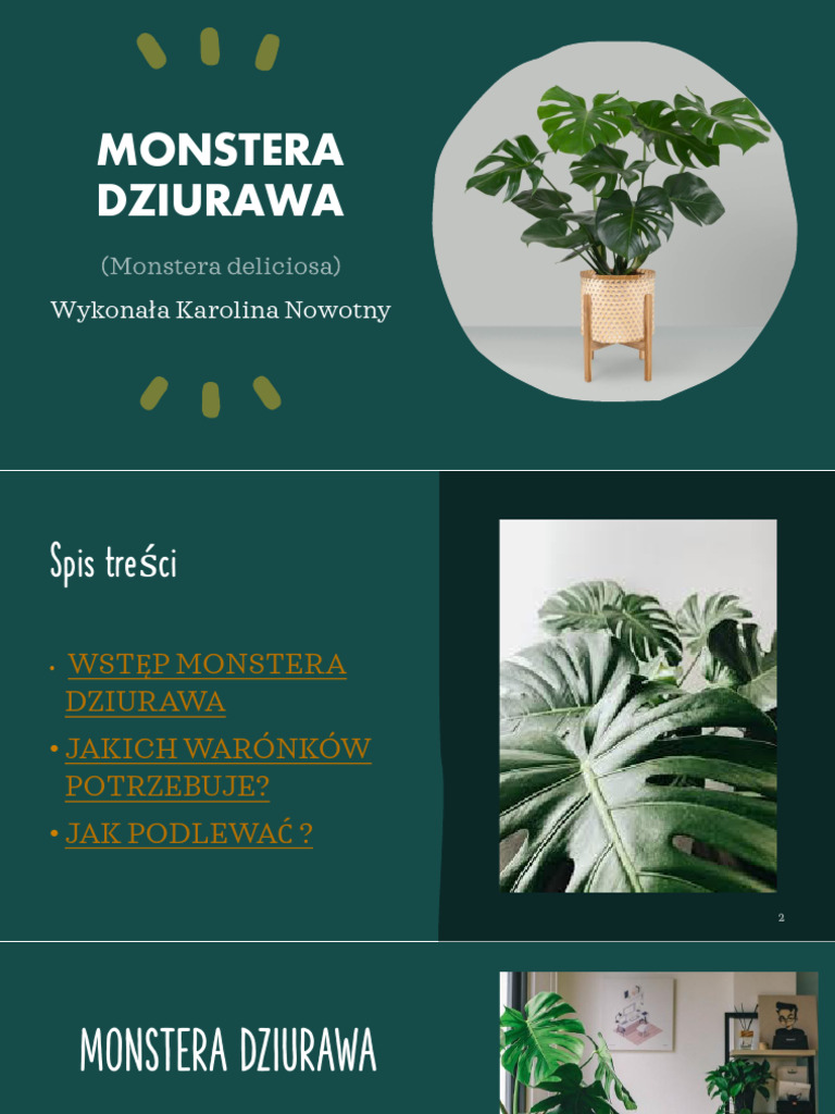 Monstera Dziurawa | PDF