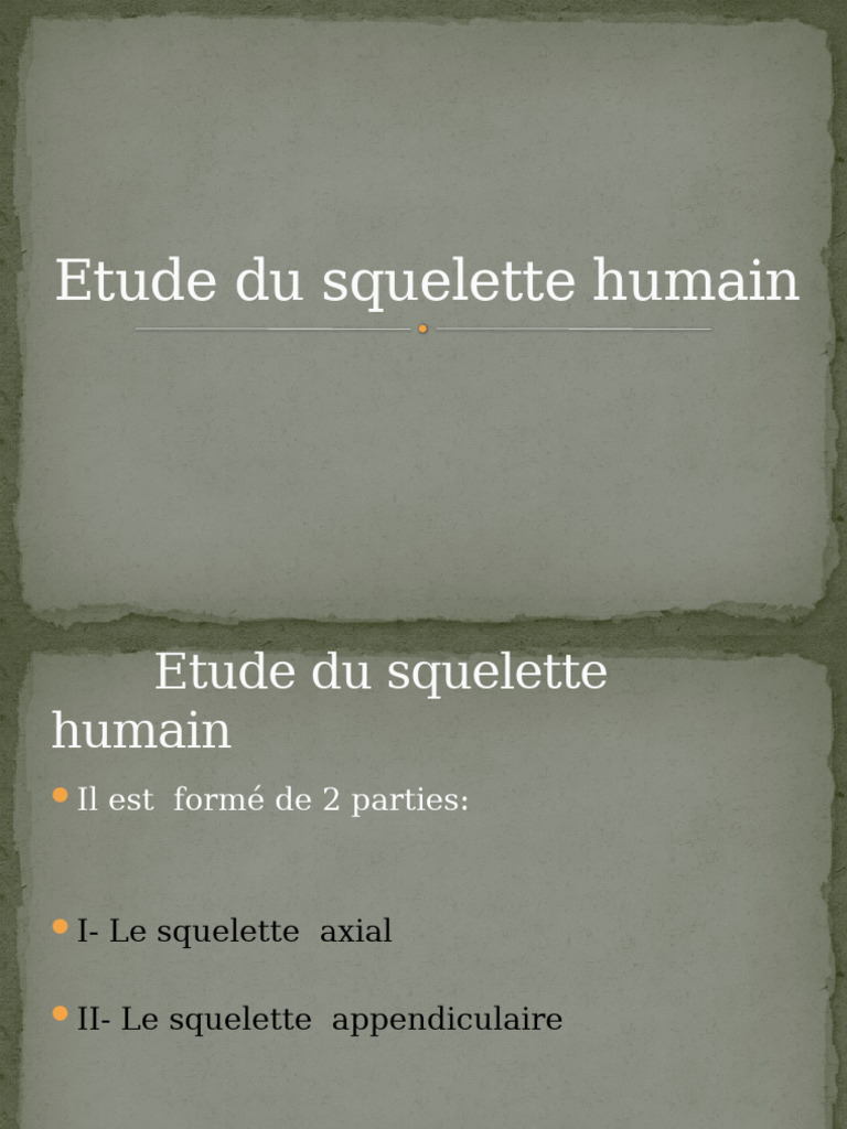 Cours 02 Etude Du Squelette Humain | PDF | Vertèbre | Pied