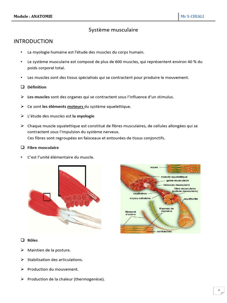 Système Musculaire | PDF | Muscle | Muscle squelettique