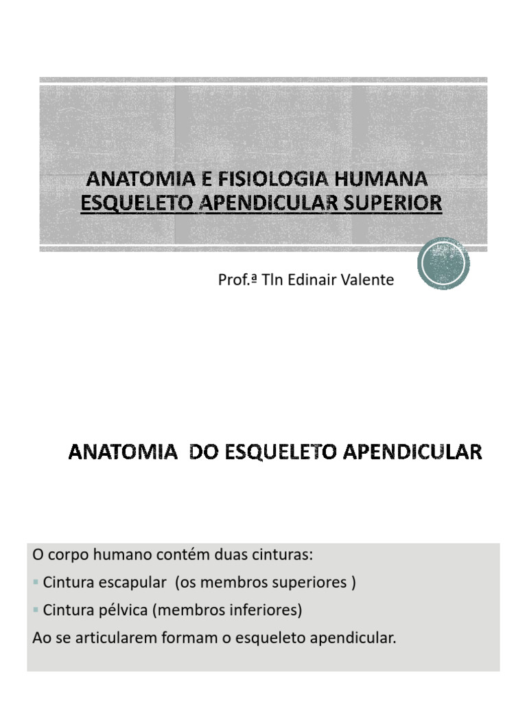 Estrutura do Esqueleto Apendicular | PDF | Sistema Locomotor | Anatomia ...