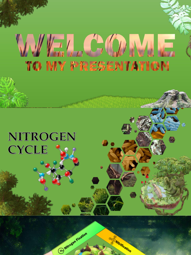 Nitrogen Cycle | PDF | Nitrogen | Organic Matter