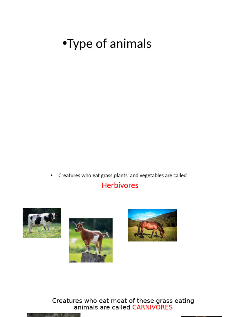 Animal Diet Classification Guide | PDF