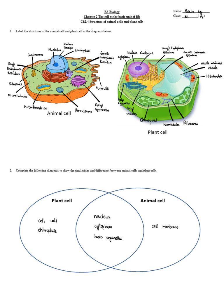 已編輯 - Ch2.4 Structure of Animal Cells and Plant Cells | PDF