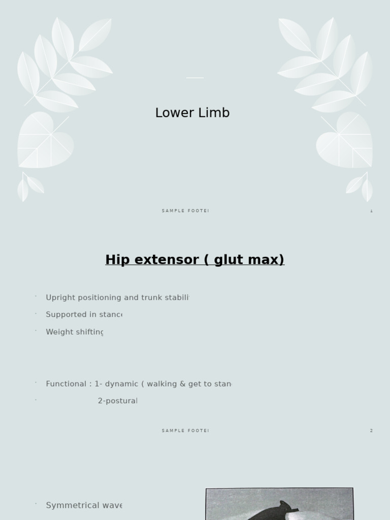 Lower Limb Muscle Functions Guide | PDF