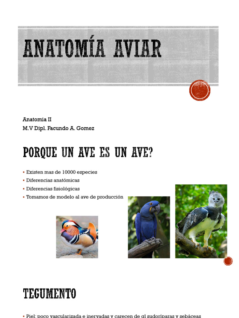Anatomia Aviar 2023 | PDF