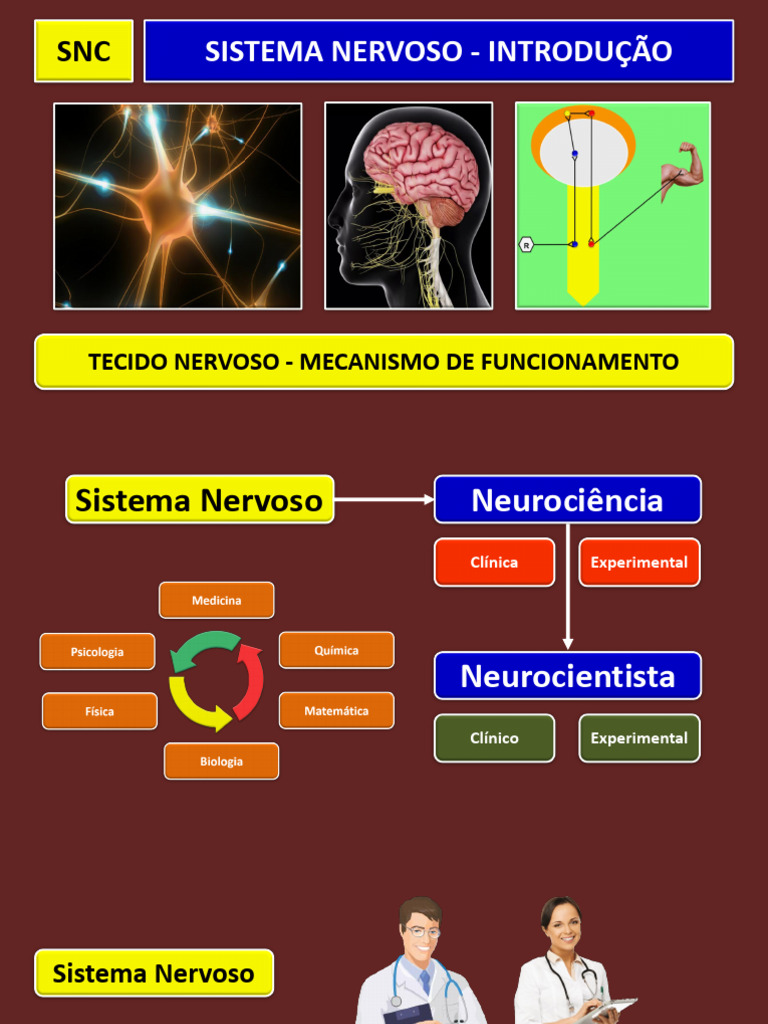 Estrutura e Função do Sistema Nervoso | PDF | Sinapse | Neurônio
