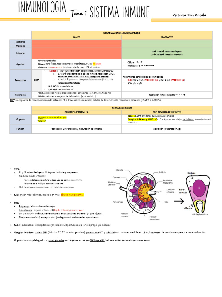 Inmuno-Genetica Cto Tablas Resumen Mir 2024 | PDF | Sistema inmune | Linfocitos
