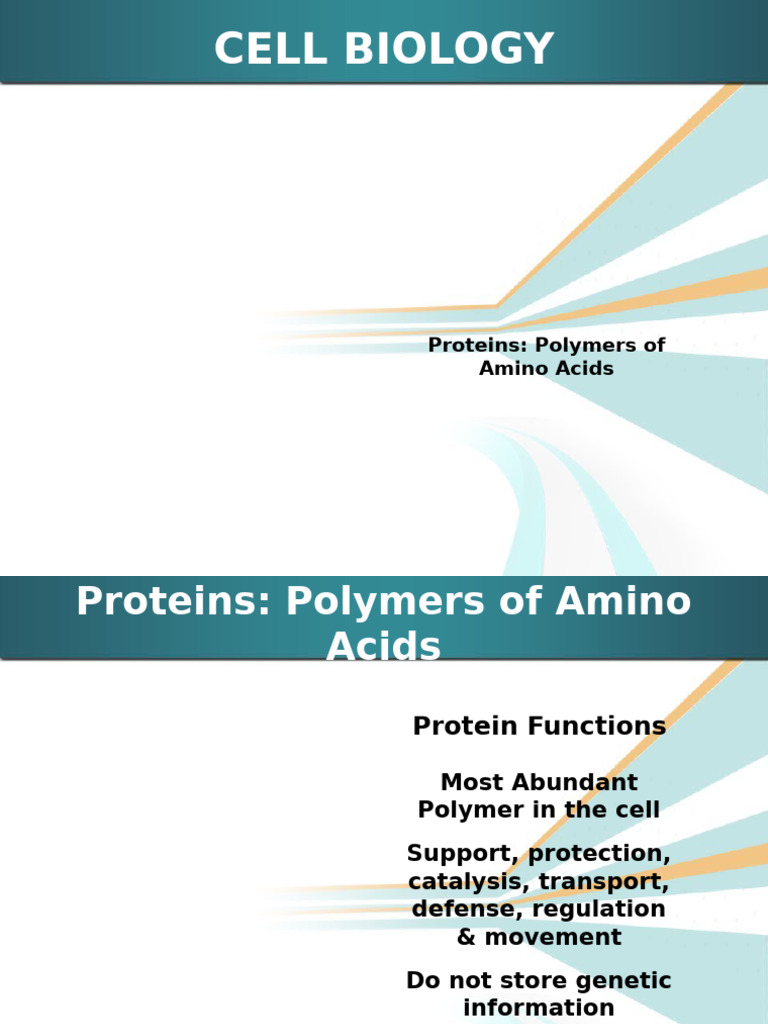 4-Proteins Polymers of Amino Acids | PDF