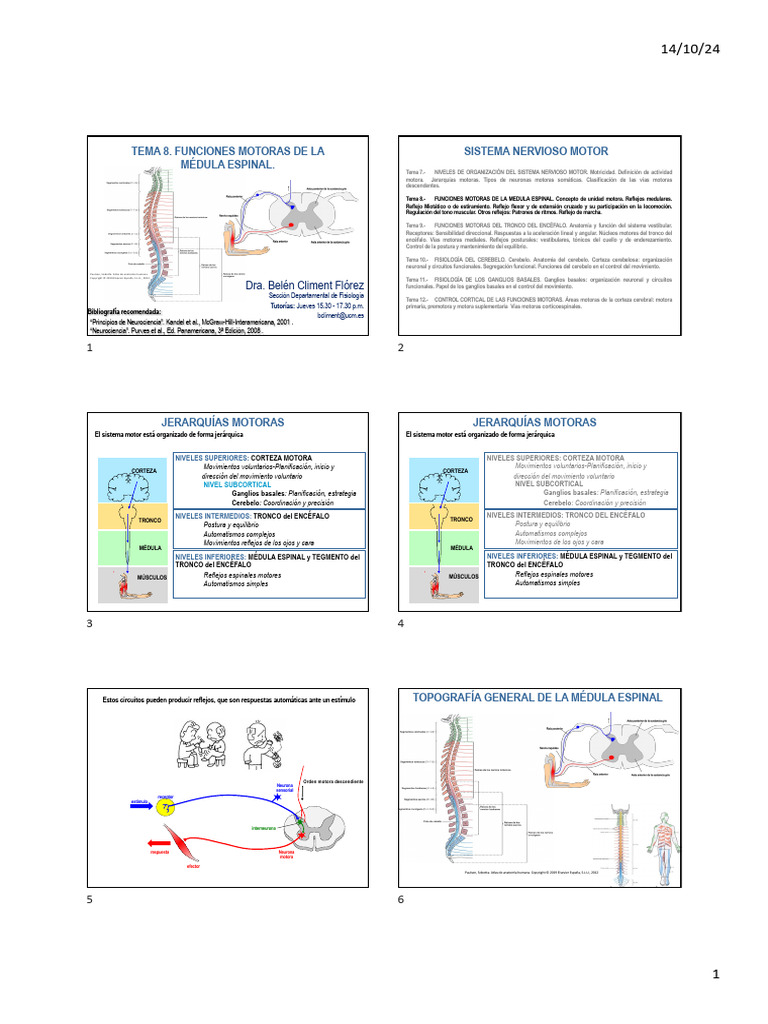 Funciones Motoras Médula Espinal | PDF | Neurona motora | Músculo