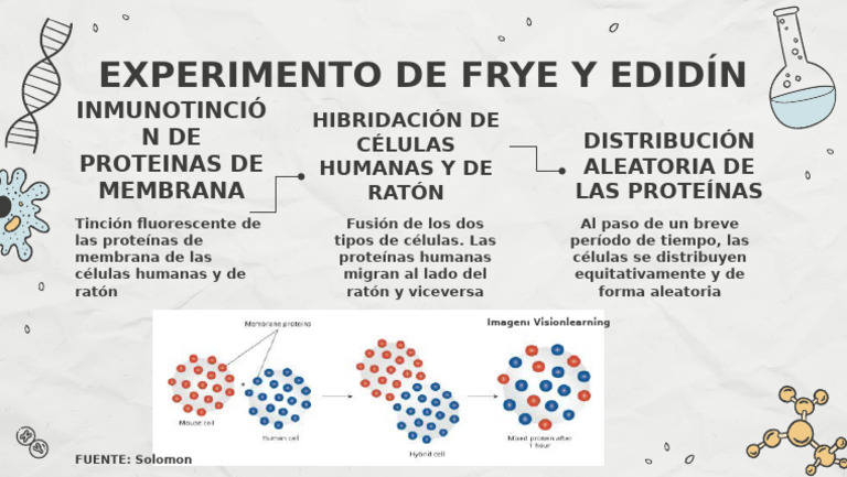 Experimento de Frye y Edidín: Fusión Celular | PDF