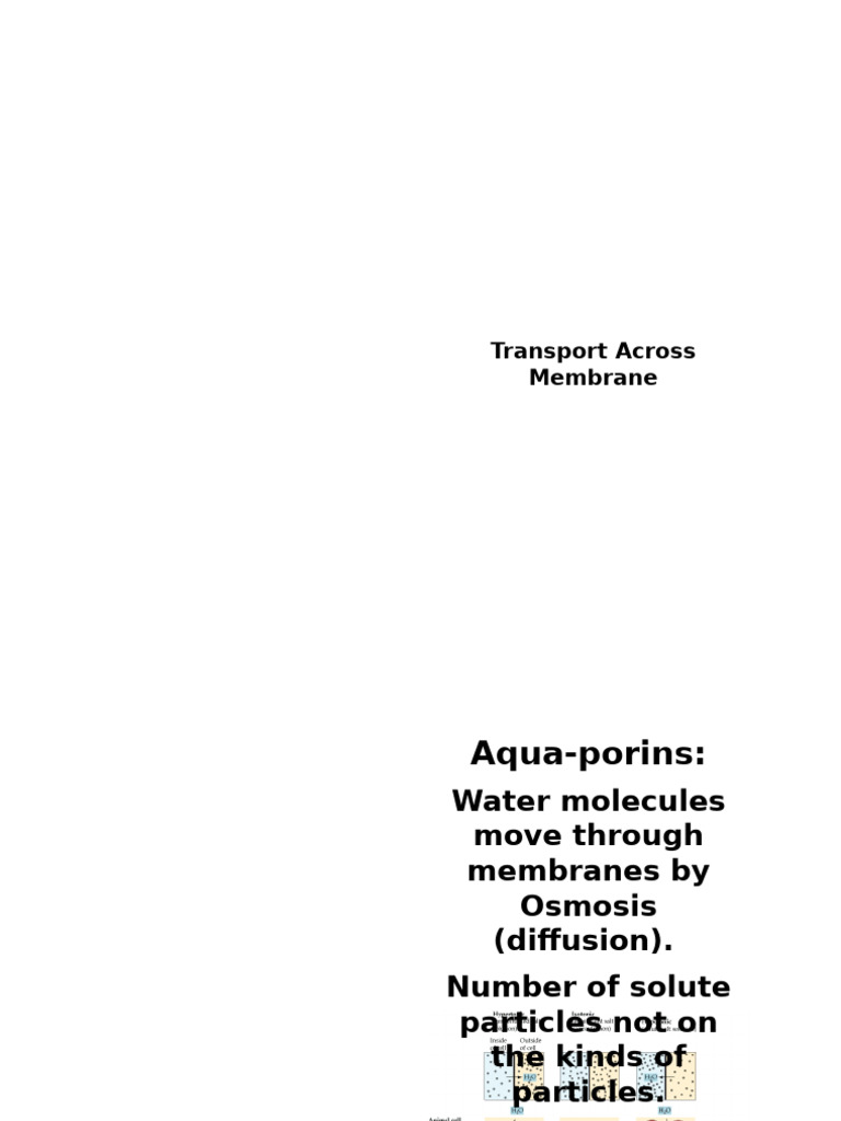 36-Transport Across Membranes | PDF