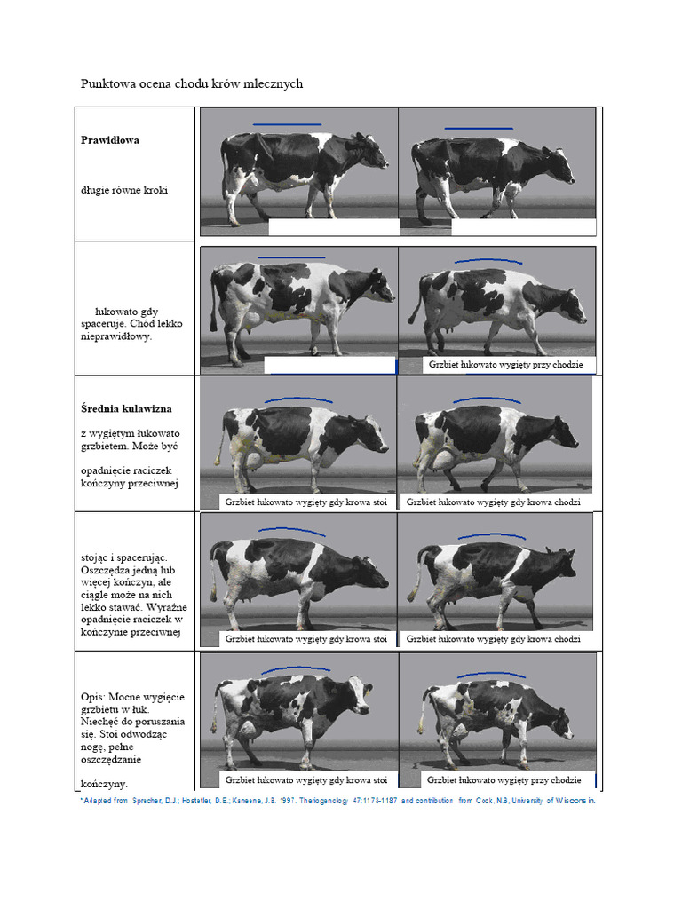 Ocena Chodu | PDF
