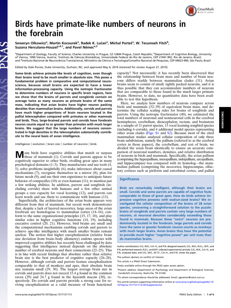 Bird Primates | PDF | Brain | Neuroscience