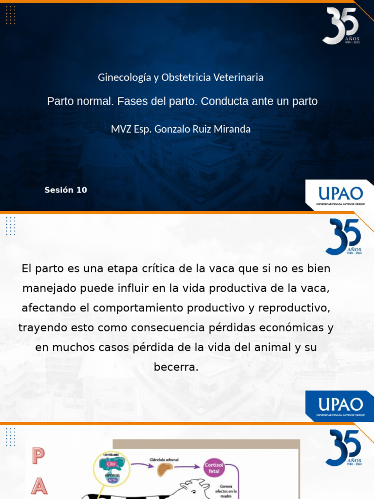 sesion 10Parto normal. Fases del parto. Conducta ante un parto | PDF ...