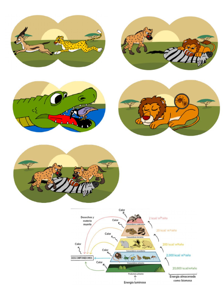 Relaciones Ecologicas | PDF