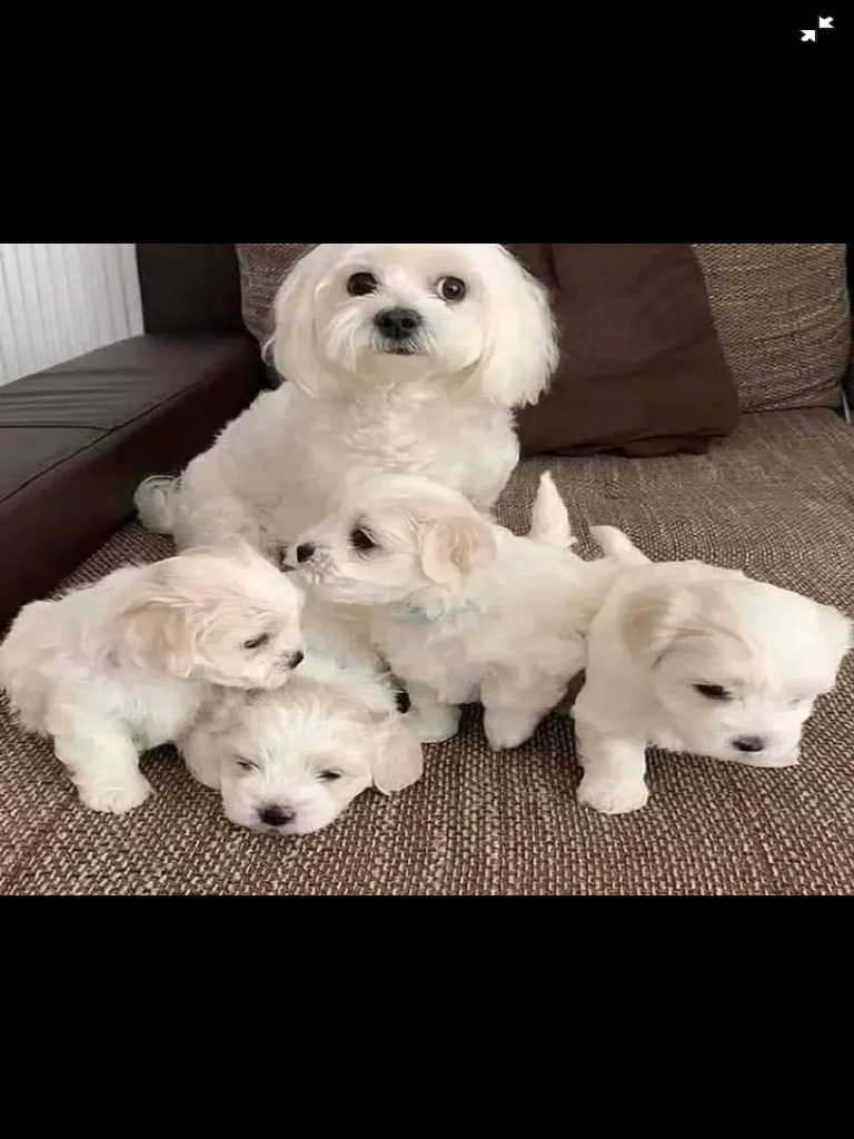 Mini Bichón Maltes | PDF