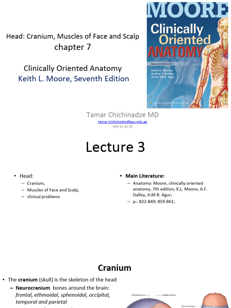 L3 ch 8 Head 1 | PDF | Skull | Human Nose