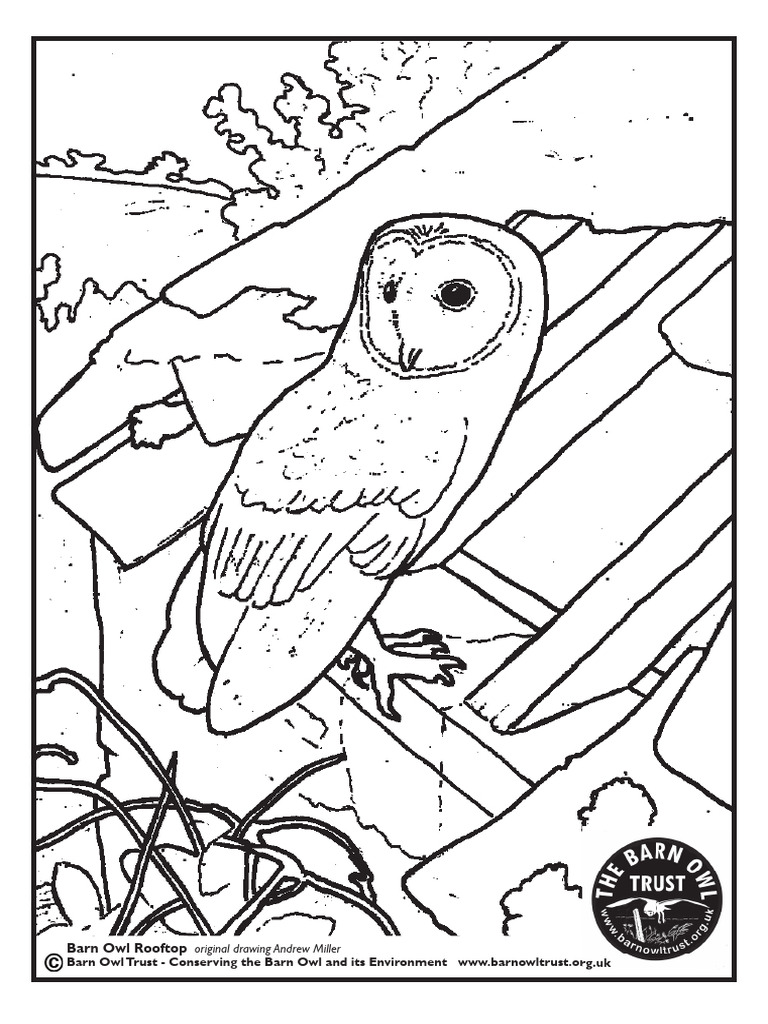 Barn Owl Rooftop Colouring Picture | PDF