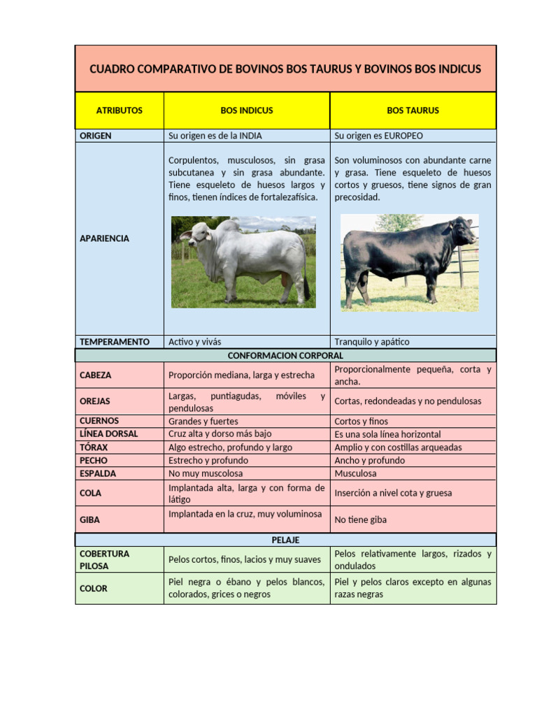 Comparativa Bos Taurus vs Bos Indicus | PDF