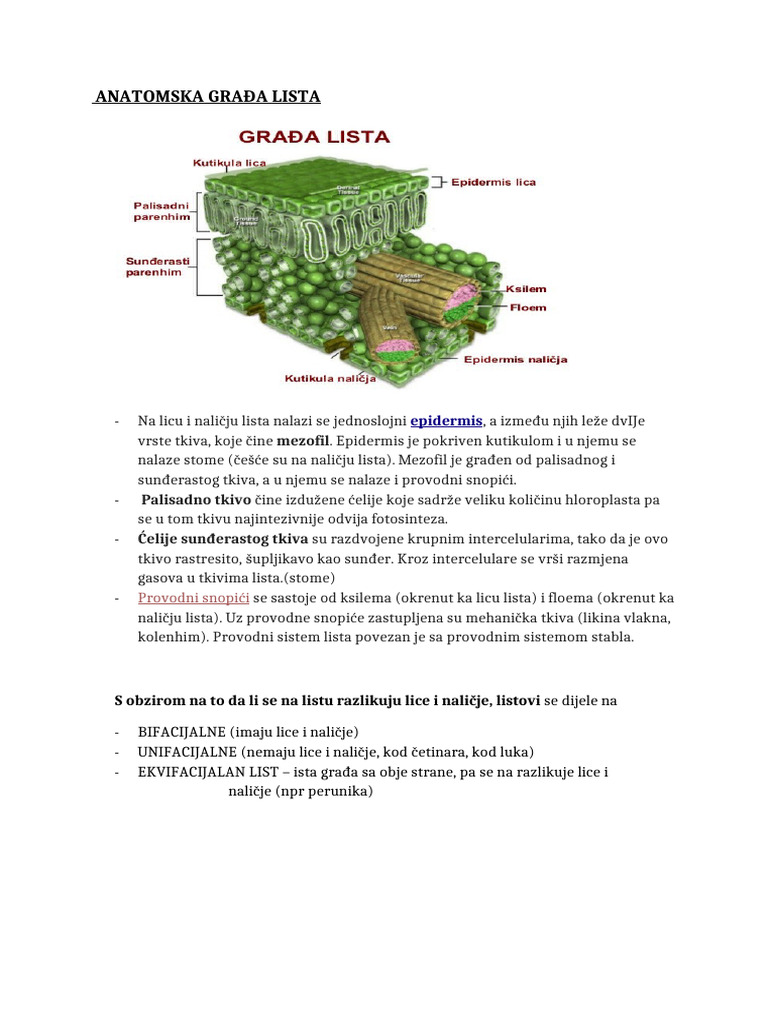 Anatomska Građa Lista | PDF