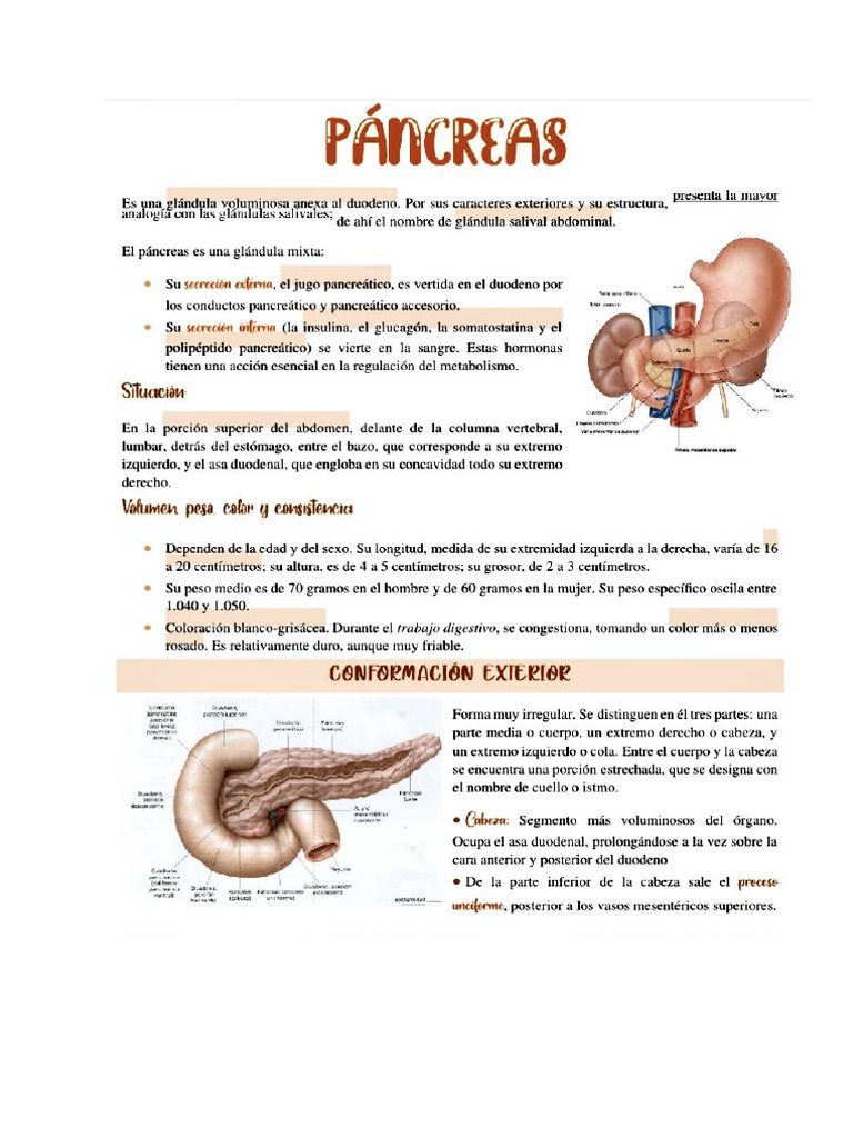 Anatomía y Fisiología Del Páncreas | PDF