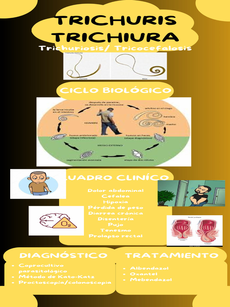 Trichuris Trichiura | PDF